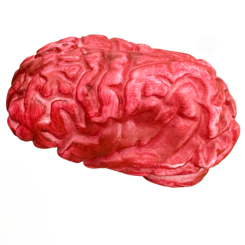 Realistic Life-Sized Bloody Brain – AbracadabraNYC