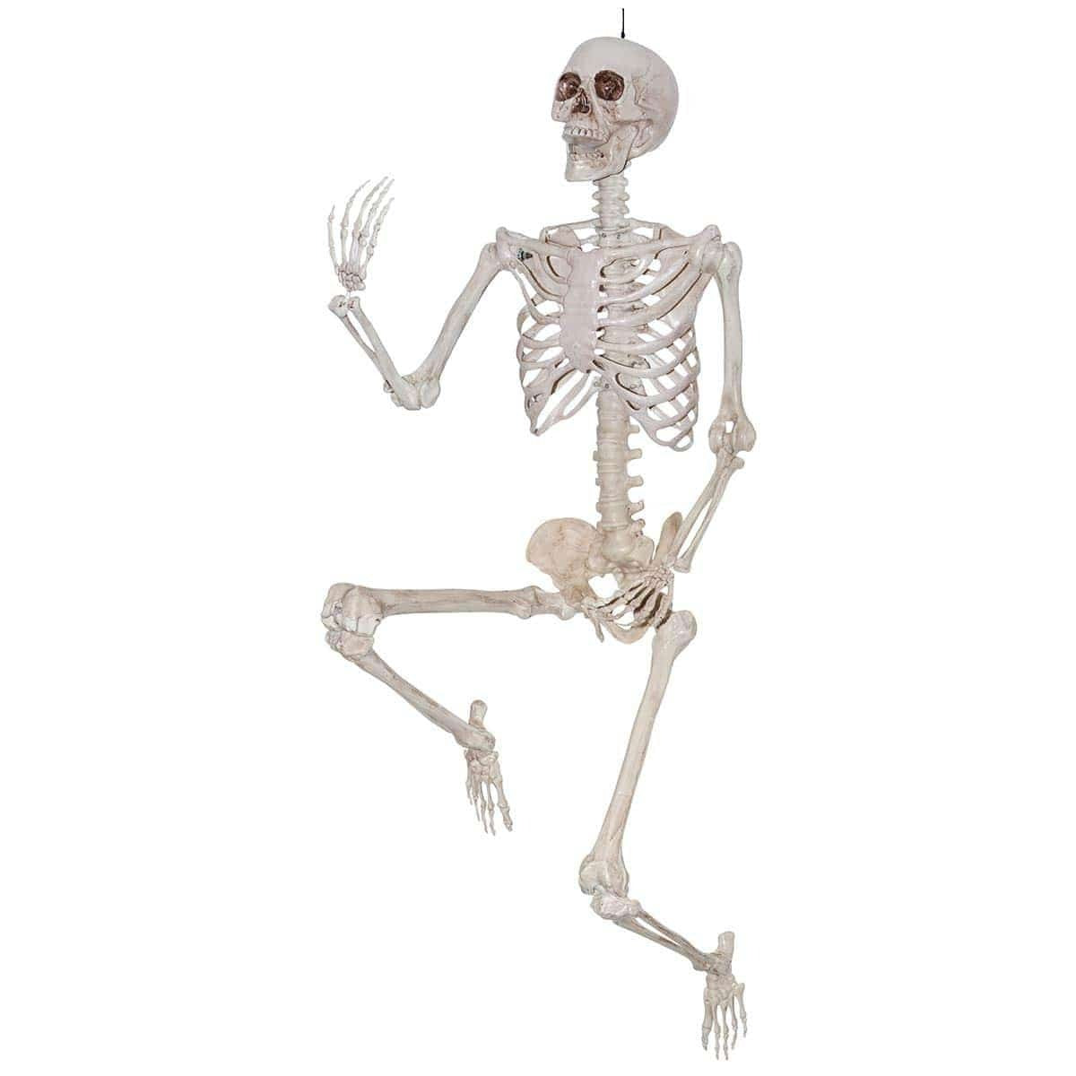 Life Size Posable Skeleton Prop Decoration – AbracadabraNYC