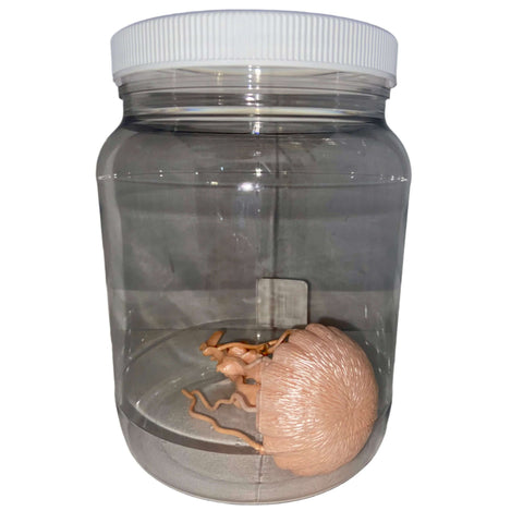 Jellyfish Specimen Jar – AbracadabraNYC