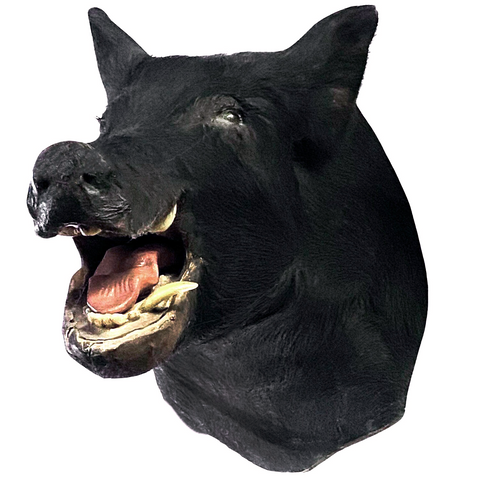 Mounted Taxidermy Boar Head Prop – AbracadabraNYC