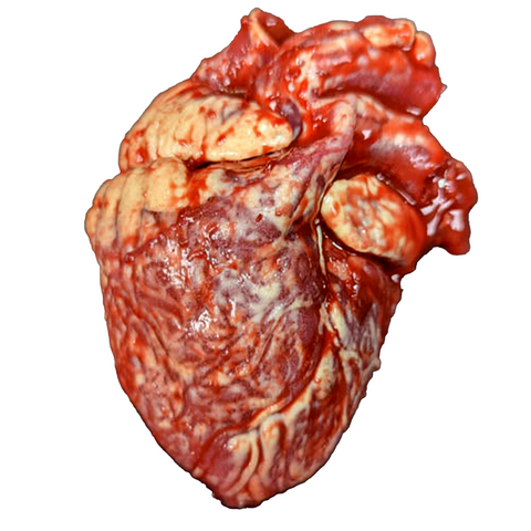 Realistic Urethane Bloody Heart Prop – AbracadabraNYC