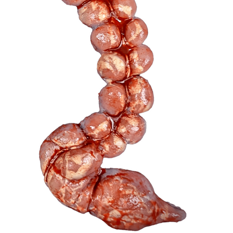 Realistic Urethane Bloody Intestines Prop – AbracadabraNYC