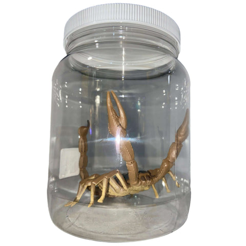 Scorpion Specimen Jar – AbracadabraNYC