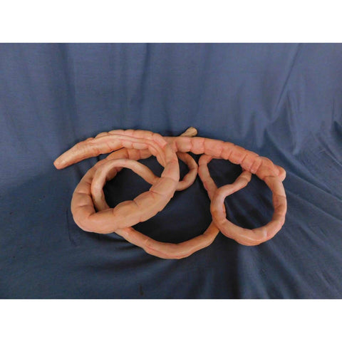 8' Realistic Flex Intestines Prop – AbracadabraNYC