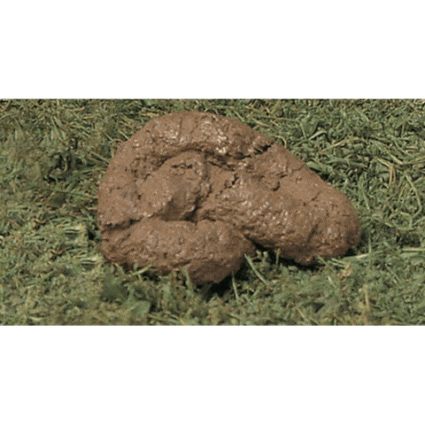 Realistic Dog Poop – AbracadabraNYC