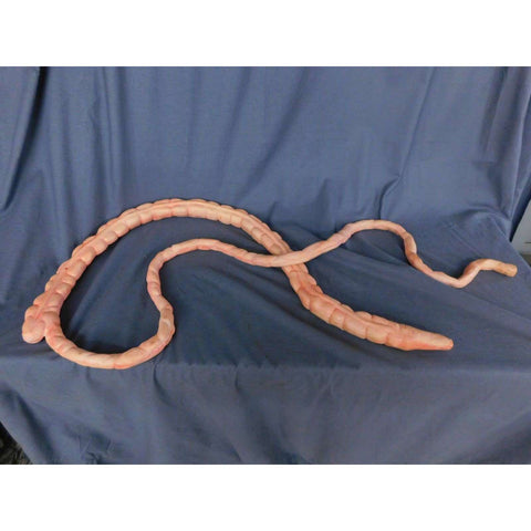 8' Realistic Flex Intestines Prop – AbracadabraNYC